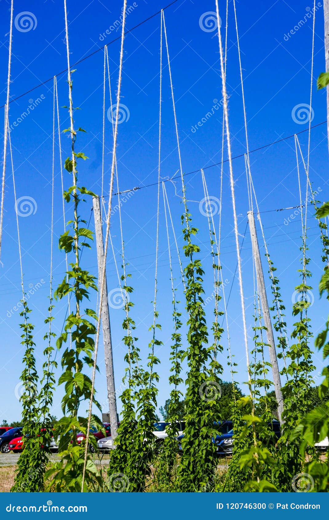 Hops on trellises stock photo. Image of hops, planting - 120746300