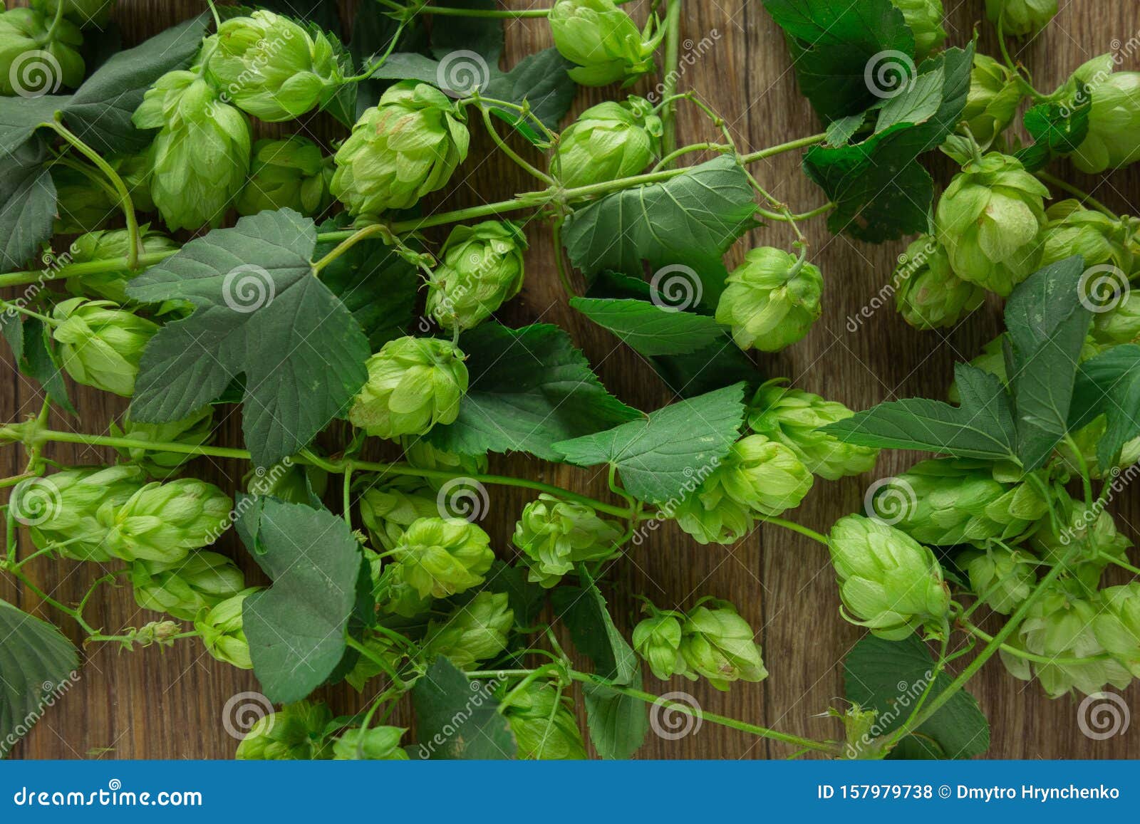 Hops Twining Bines. Concept of Beer Brewing Process Stock Photo - Image ...