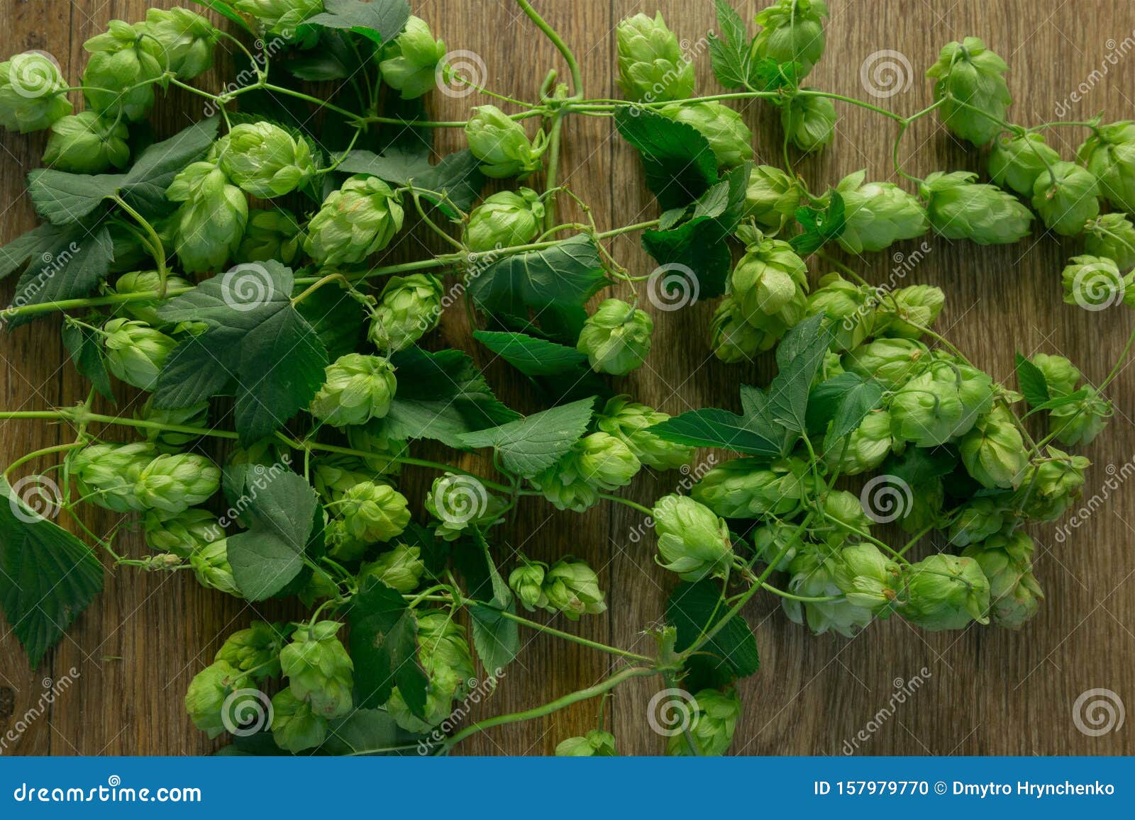 Hops Twining Bines. Concept of Beer Brewing Process Stock Photo - Image ...
