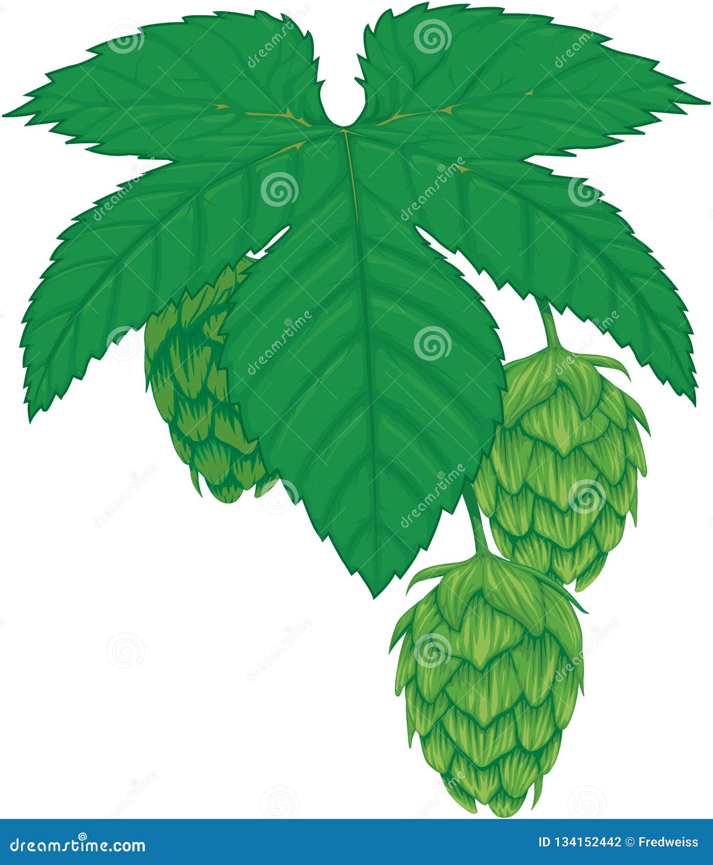 Hops Vector Illustration stock vector. Illustration of flora - 134152442
