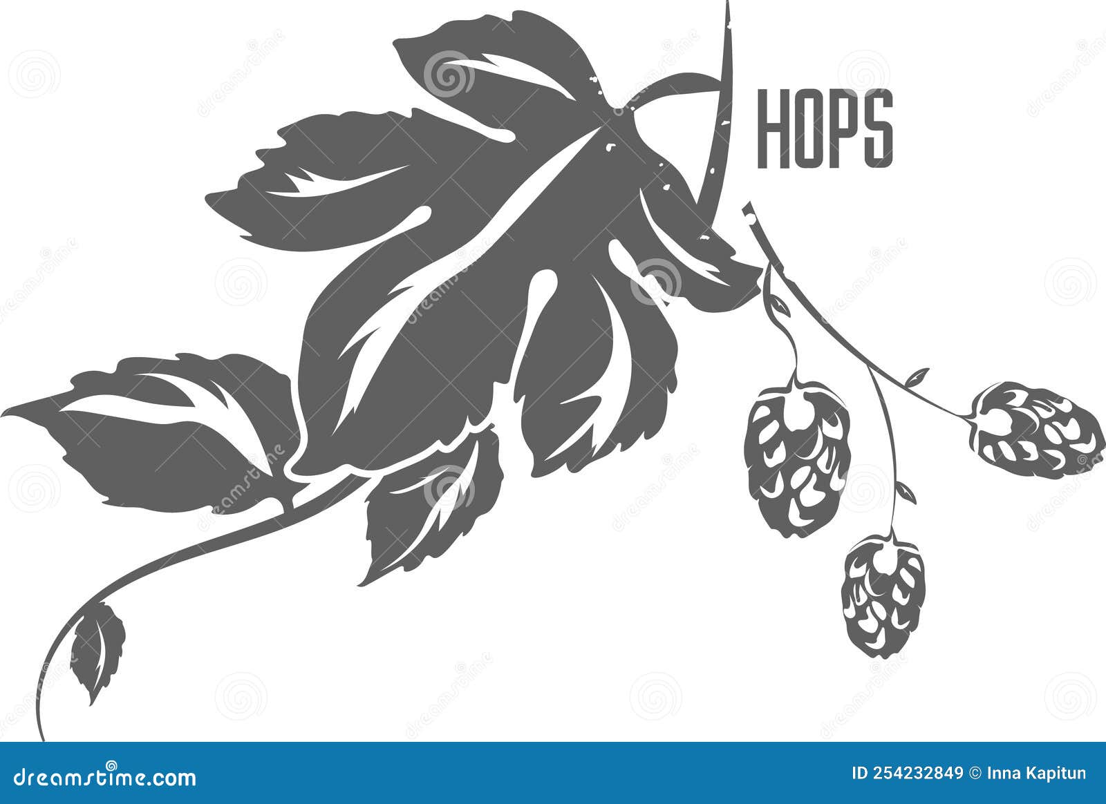 Hop Plant. Branch of Hops with Cones Vector Illustration Stock Illustration - Illustration of ...