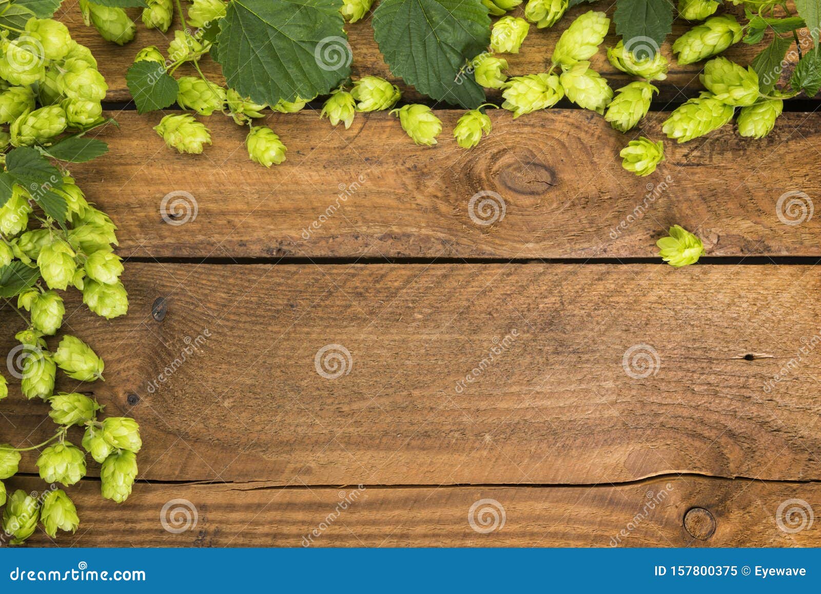 Hops Vine with Cones and Leaves Border on Rustic Wooden Background ...