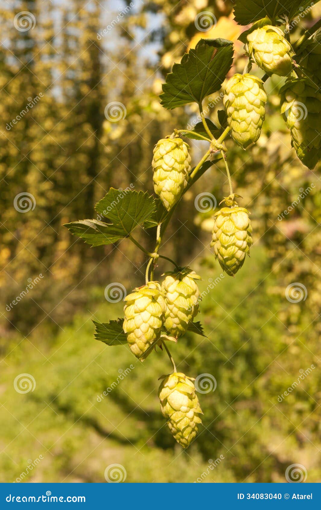 HOPS VINE stock photo. Image of sunny, drink, autumn - 34083040