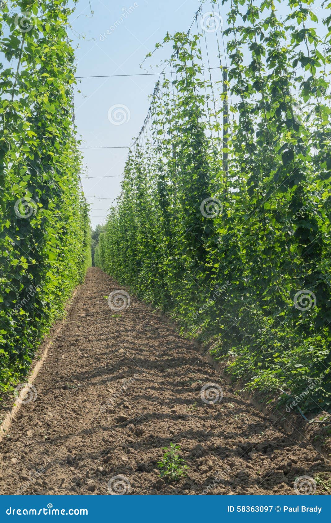 Hops Vines stock image. Image of summer, beauty, rural - 58363097