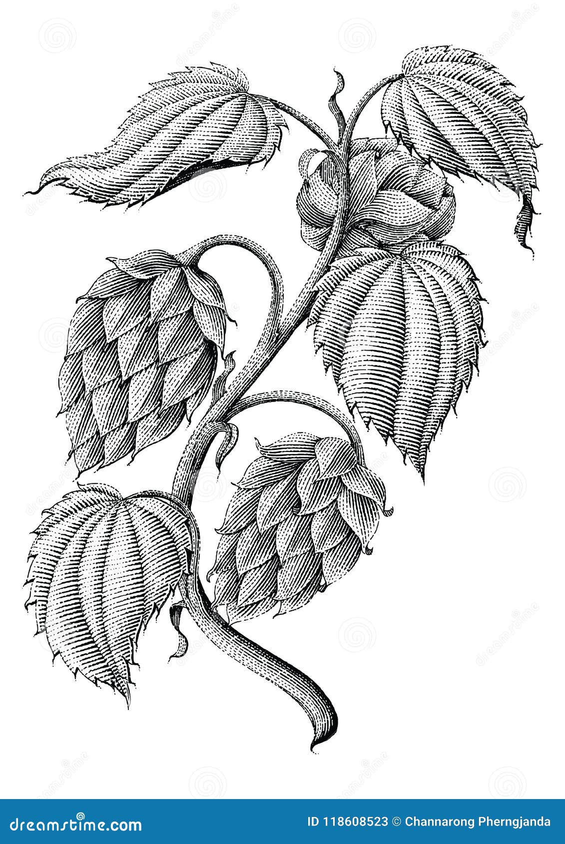 Hops Vintage Drawing by Ink Isolated on White Background Stock Vector ...