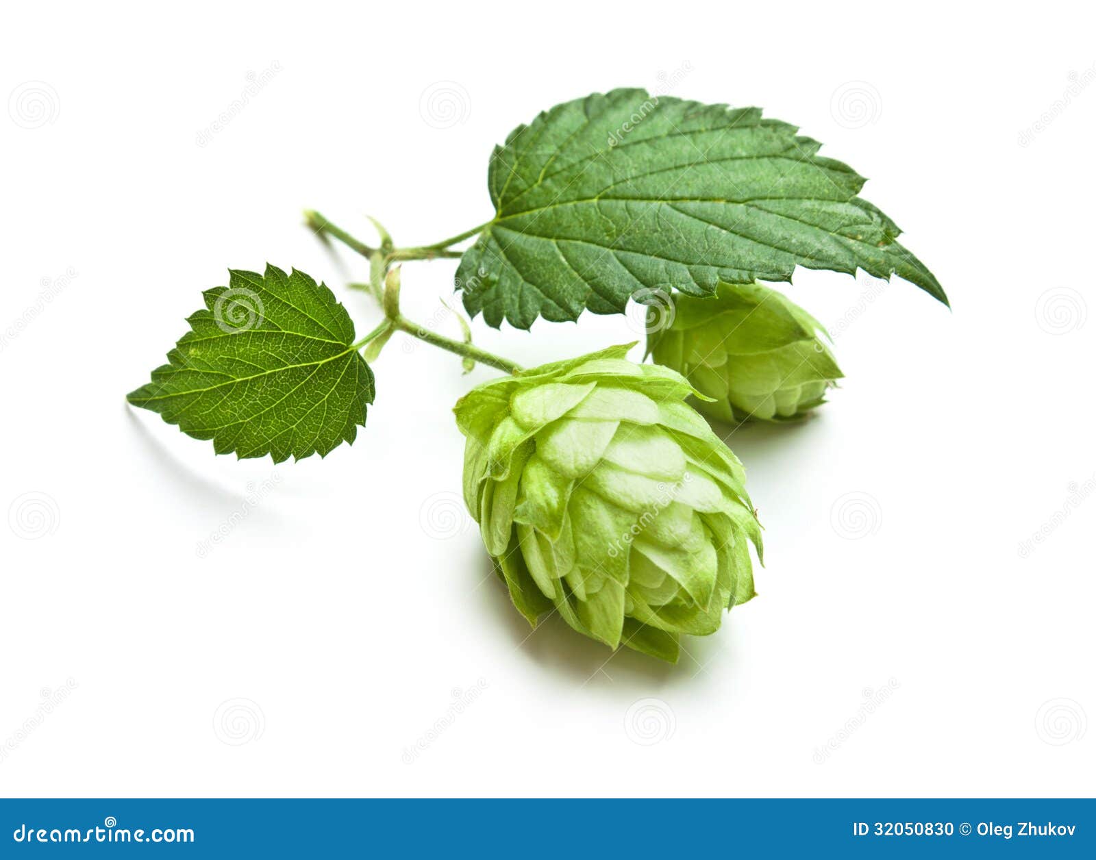 Hops stock photo. Image of flower, agriculture, aroma - 32050830