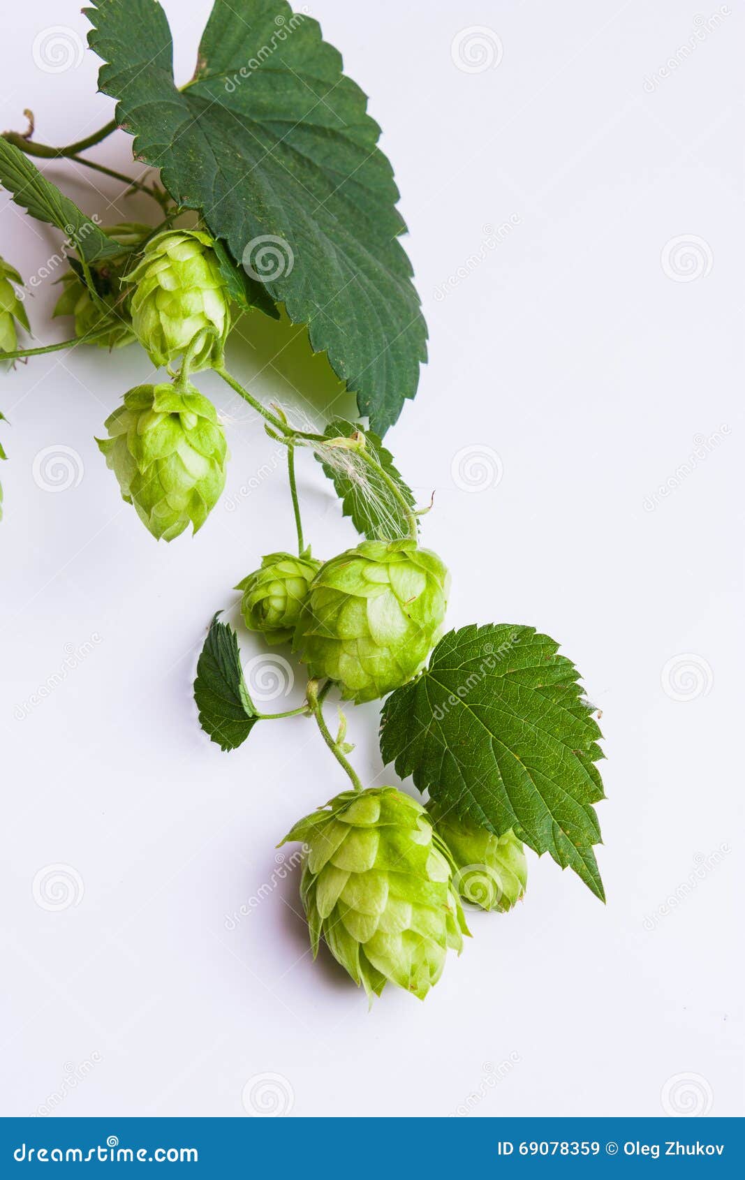 Hops stock image. Image of nature, herb, fruit, harvesting - 69078359
