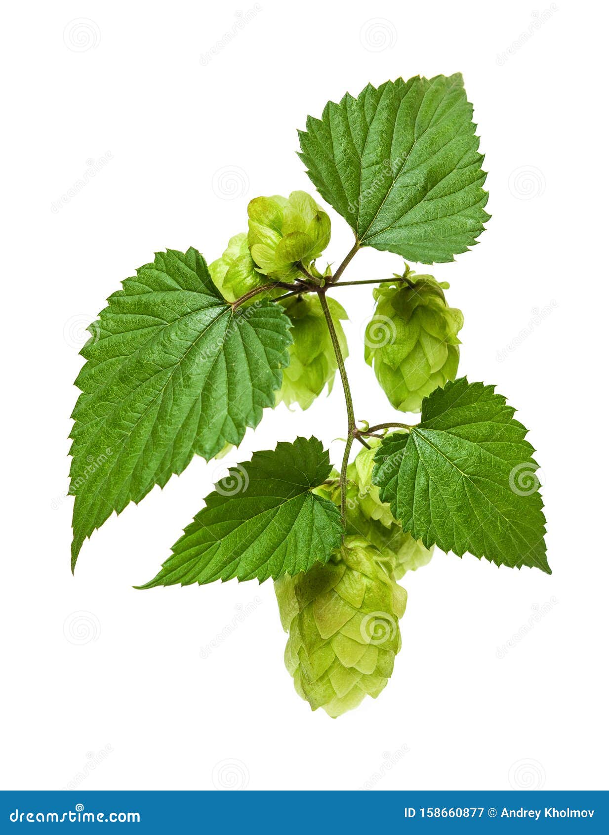 Hops on white background stock image. Image of botany - 158660877