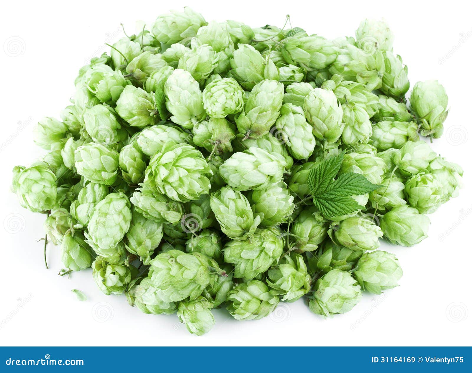 Hops on a White Background. Stock Image - Image of white, nature: 31164169