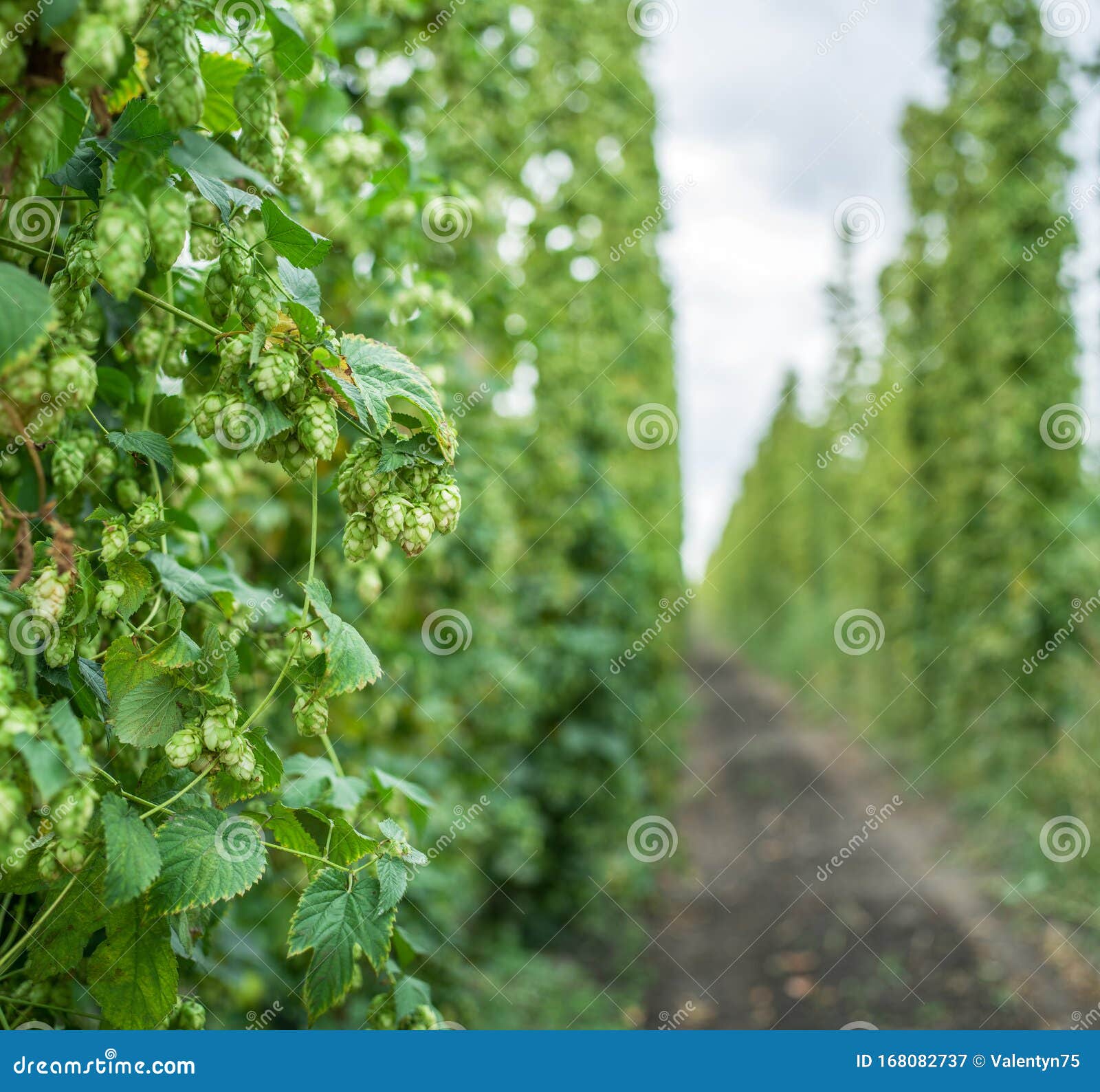 Hops Yard. Hops Plants Climbing of Special Supported Strings or Wires ...