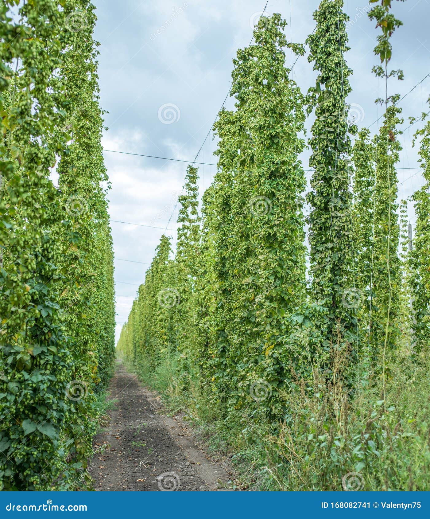 Hops Yard. Hops Plants Climbing Of Special Supported Strings Or Wires ...