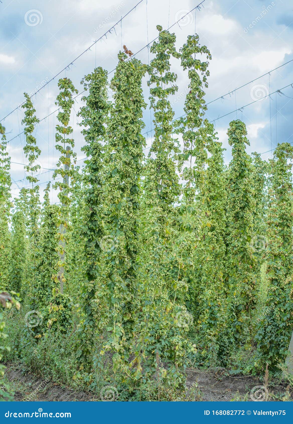 Hops Yard. Hops Plants Climbing of Special Supported Strings or Wires ...