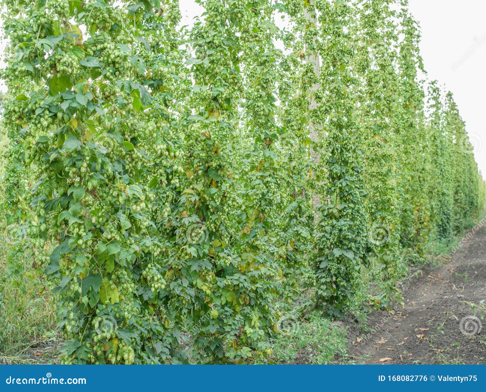Hops Yard. Hops Plants Climbing of Special Supported Strings or Wires ...