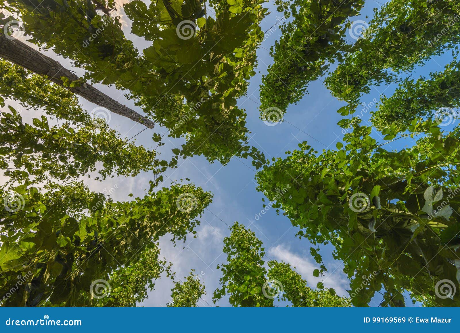 Hops yard stock image. Image of growth, flower, ripe - 99169569