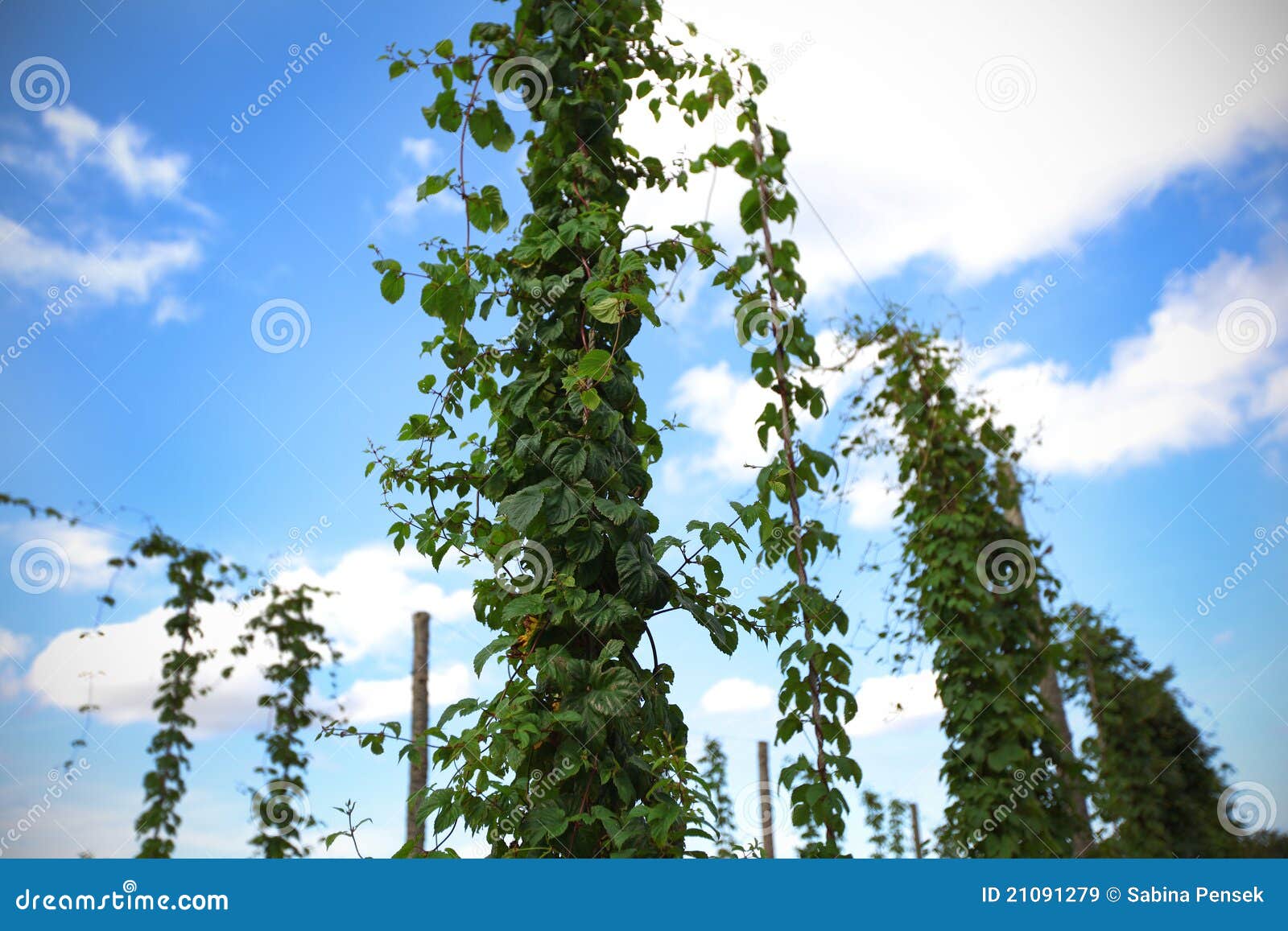 Hops Yard. Hops Plants Climbing Of Special Supported Strings Or Wires ...