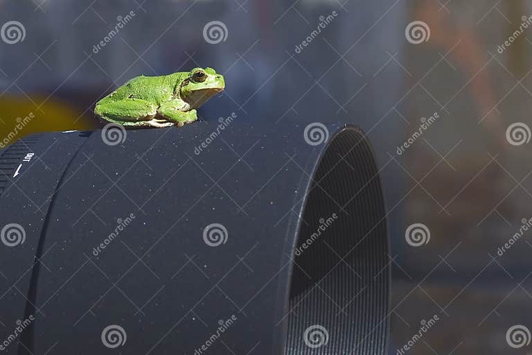 Hoptoad stock image. Image of relax, black, skin, jump - 22217481