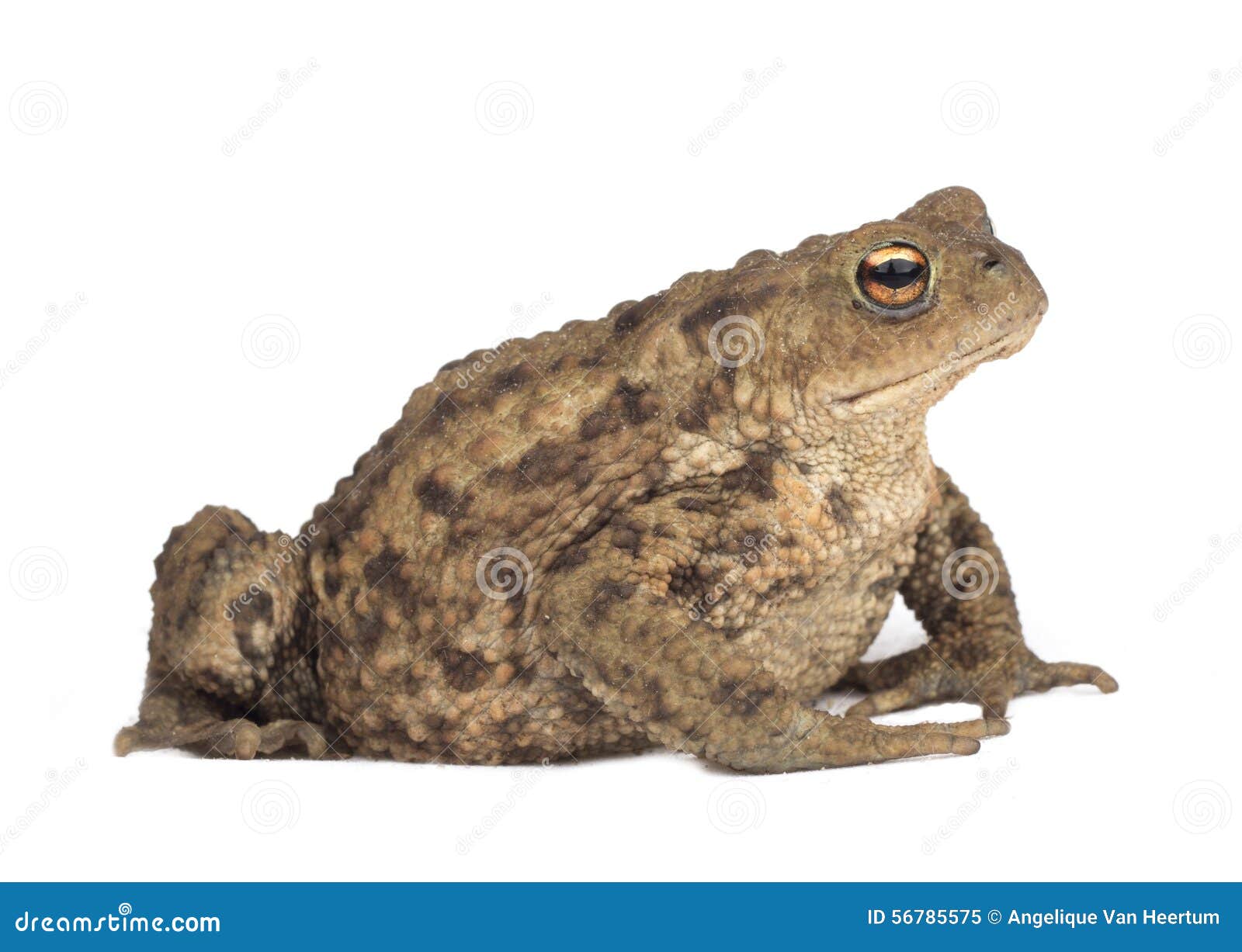 Hoptoad Isolated On White Studio Background Royalty-Free Stock ...