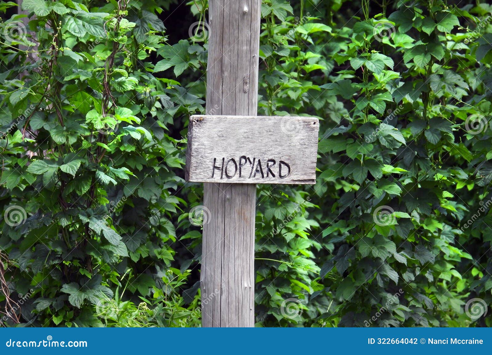 Hopyard Sign in Growing NYS Hops Field Stock Photo - Image of cones ...