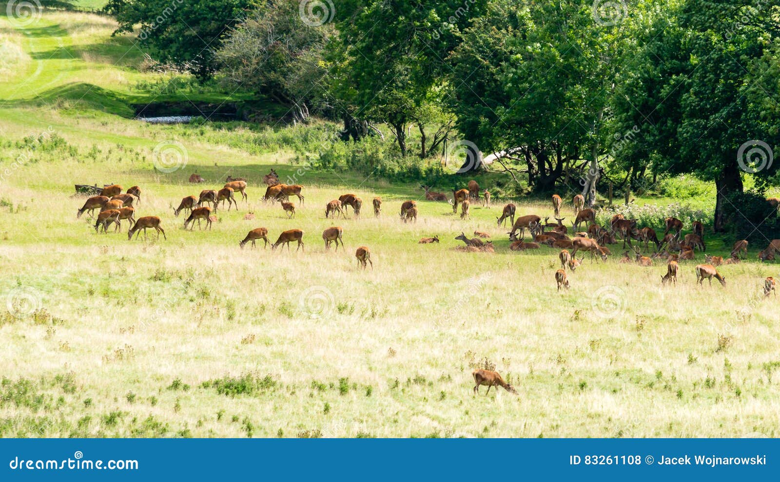 Horde of Deer in Bristol England Stock Photo - Image of animal, deer ...