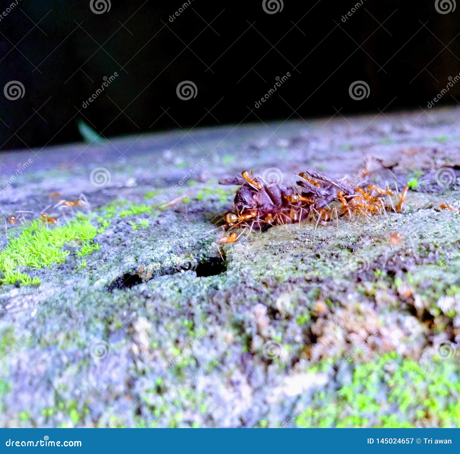 The Horde of Red Ants Cripples Malignant Insects Stock Image - Image of ...
