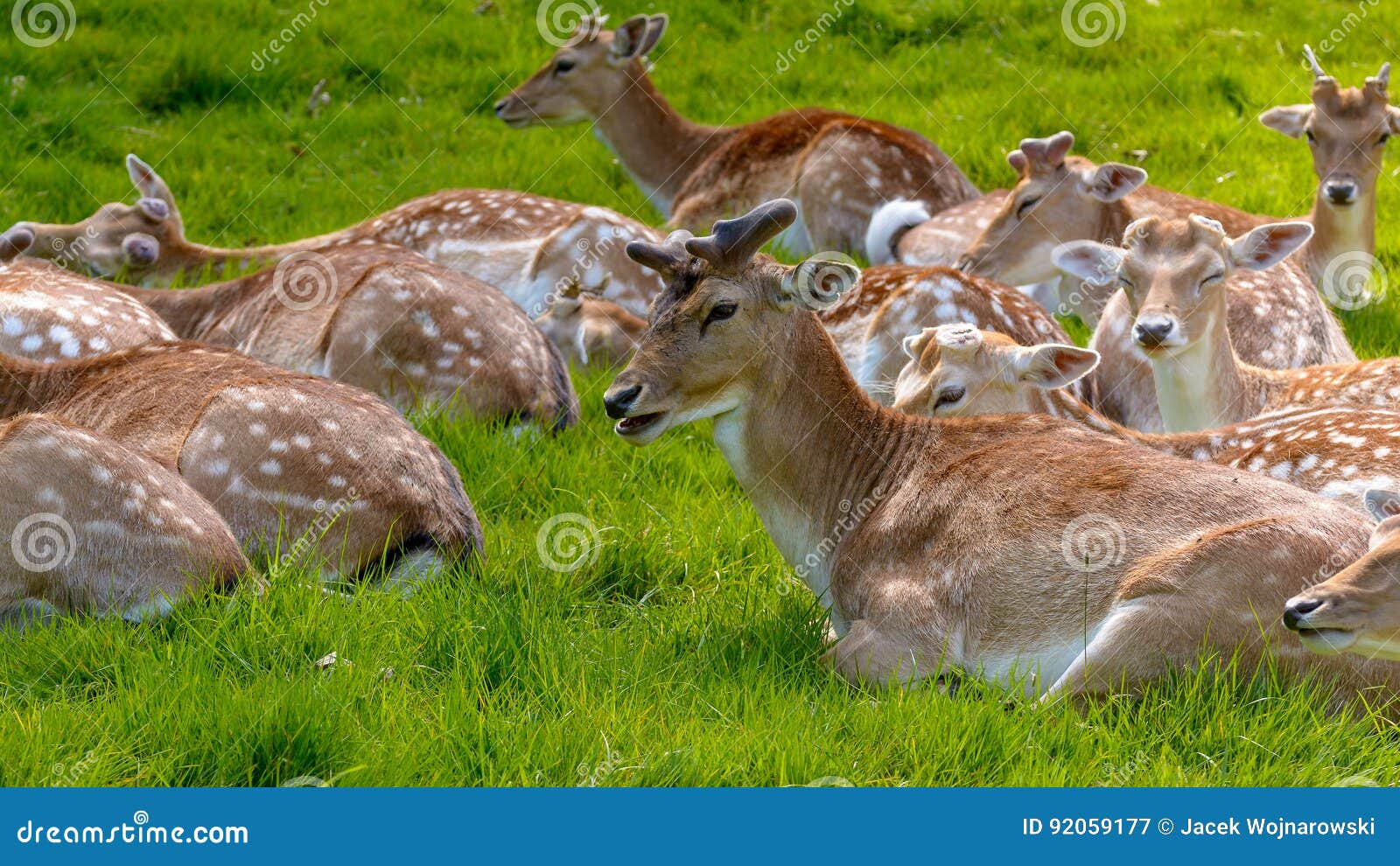 Horde of Resting Deer stock image. Image of horde, resting - 92059177