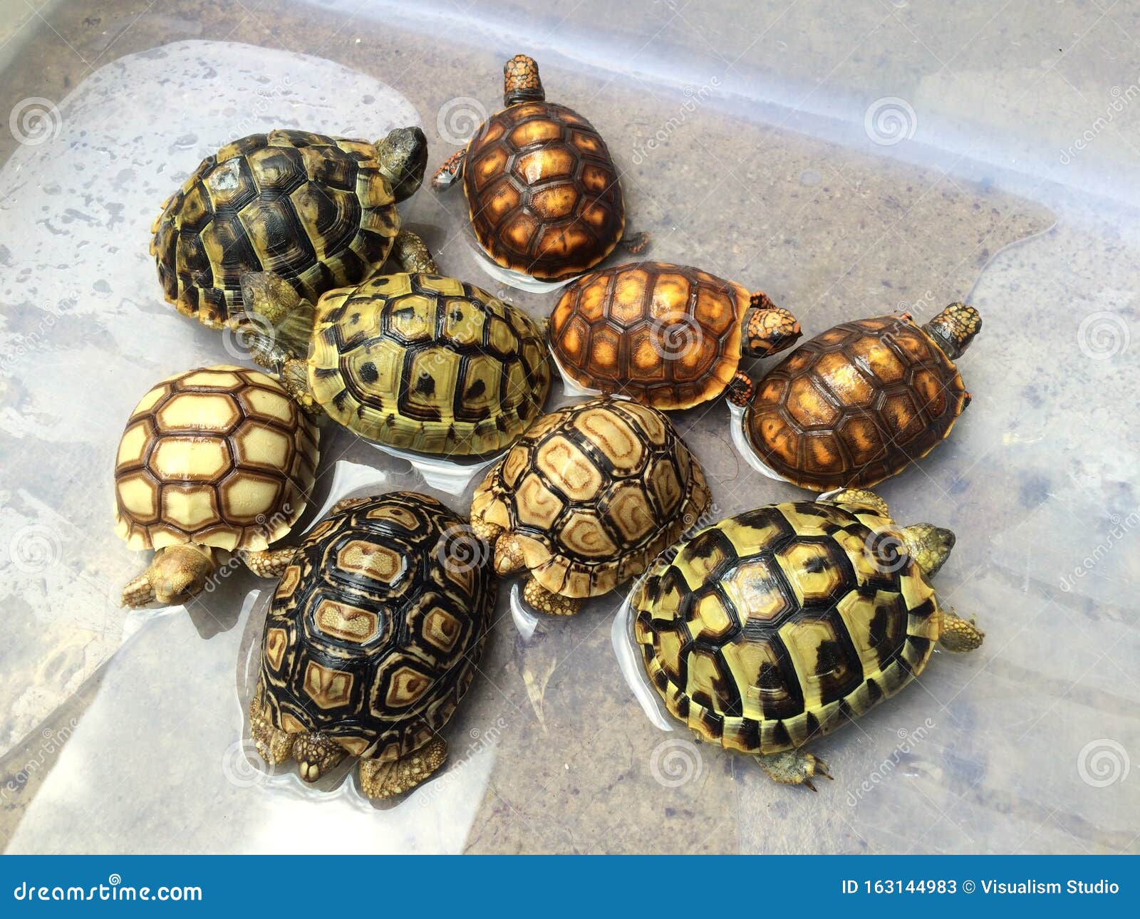 Hordes of Colorful Turtles are Swimming in Plastic Boxes Stock Image ...