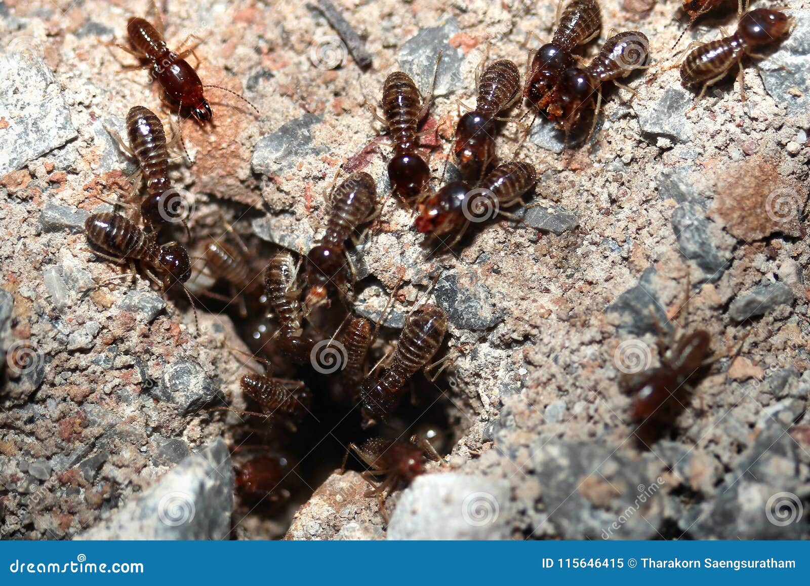 Hordes Des Termites Ou Des Fourmis Blanches Entrant Dans Le Sol Image ...