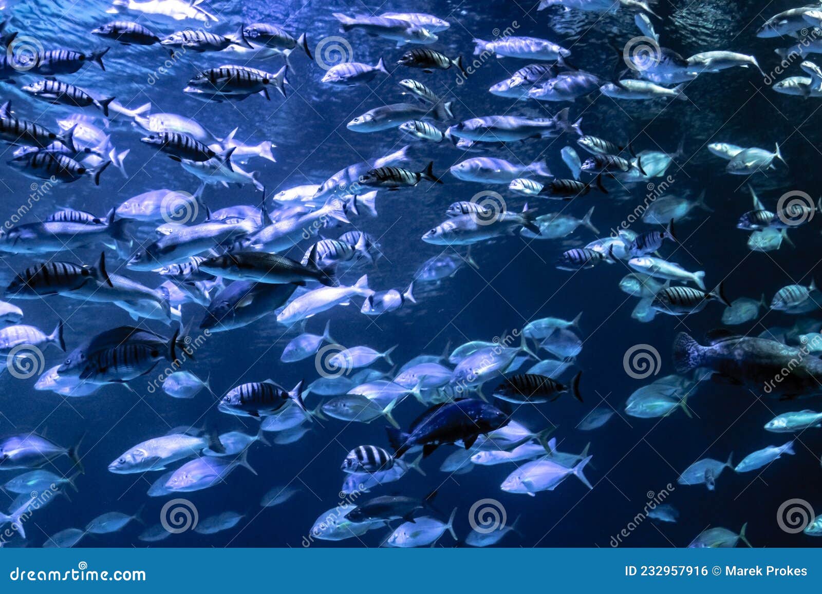 Hordes of Fish in an Aquarium Stock Photo - Image of sharks, aquarium ...