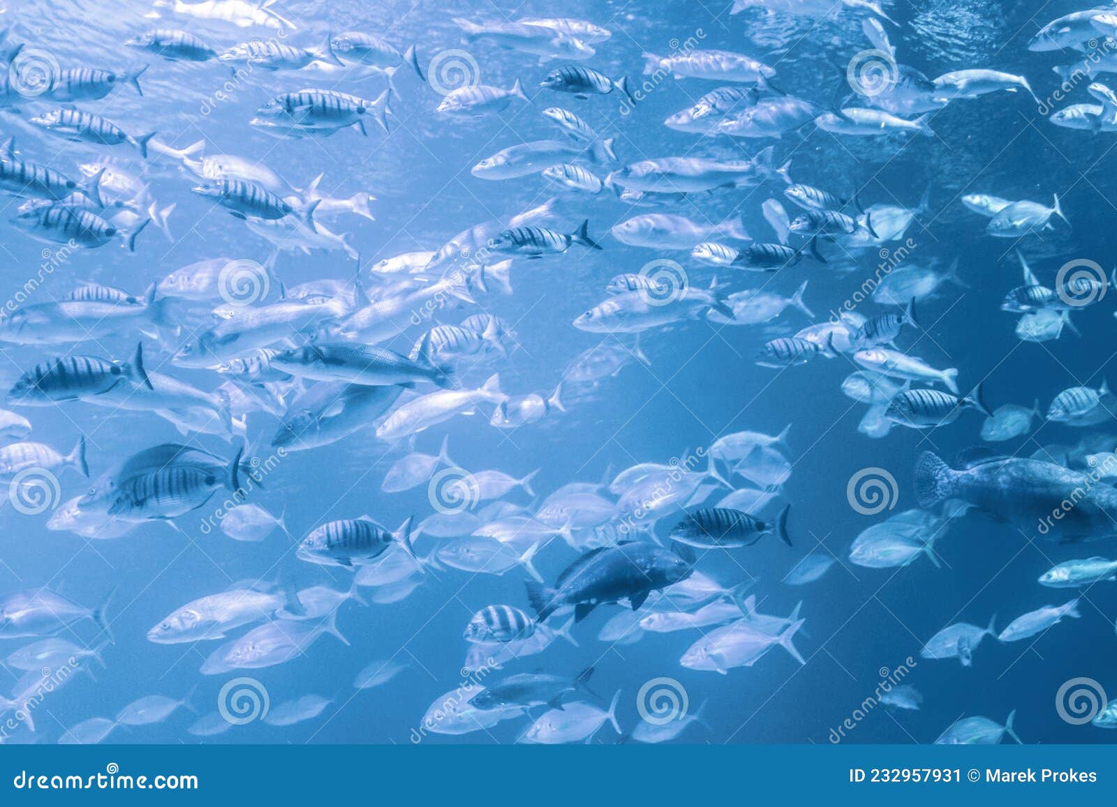 Hordes of Fish in an Aquarium Stock Image - Image of life, herd: 232957931