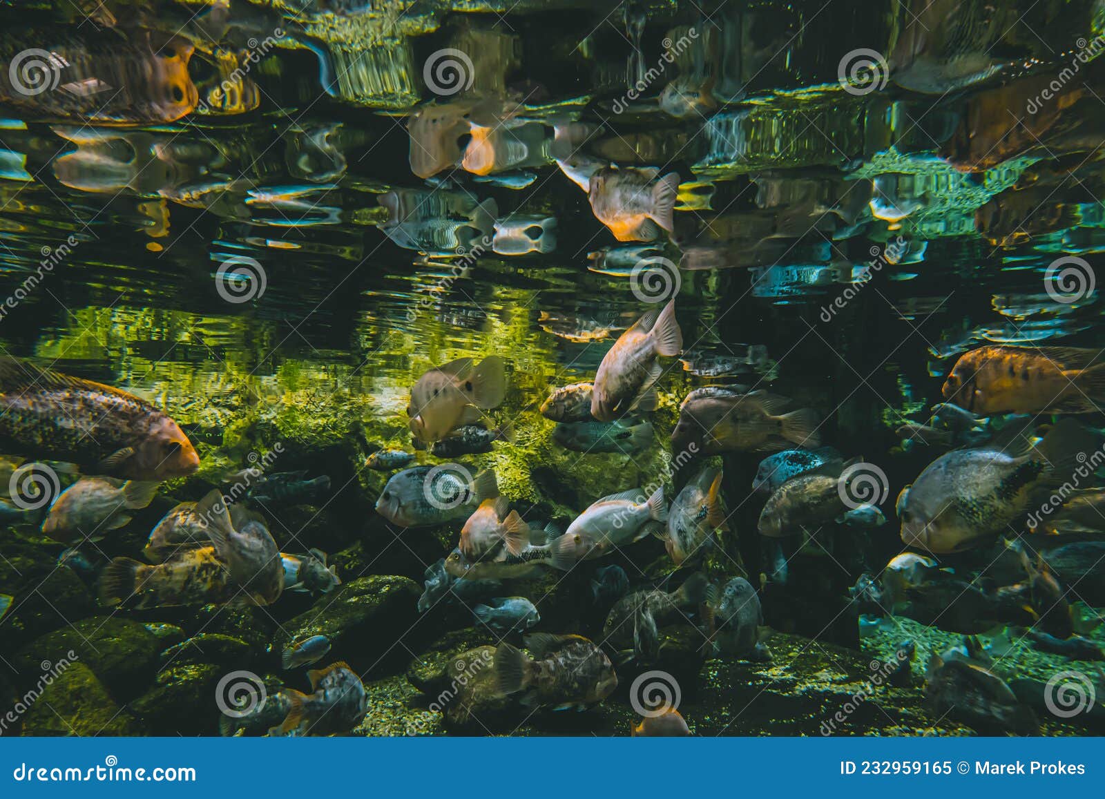Hordes of Fish in an Aquarium Stock Image - Image of closeup, sucking ...