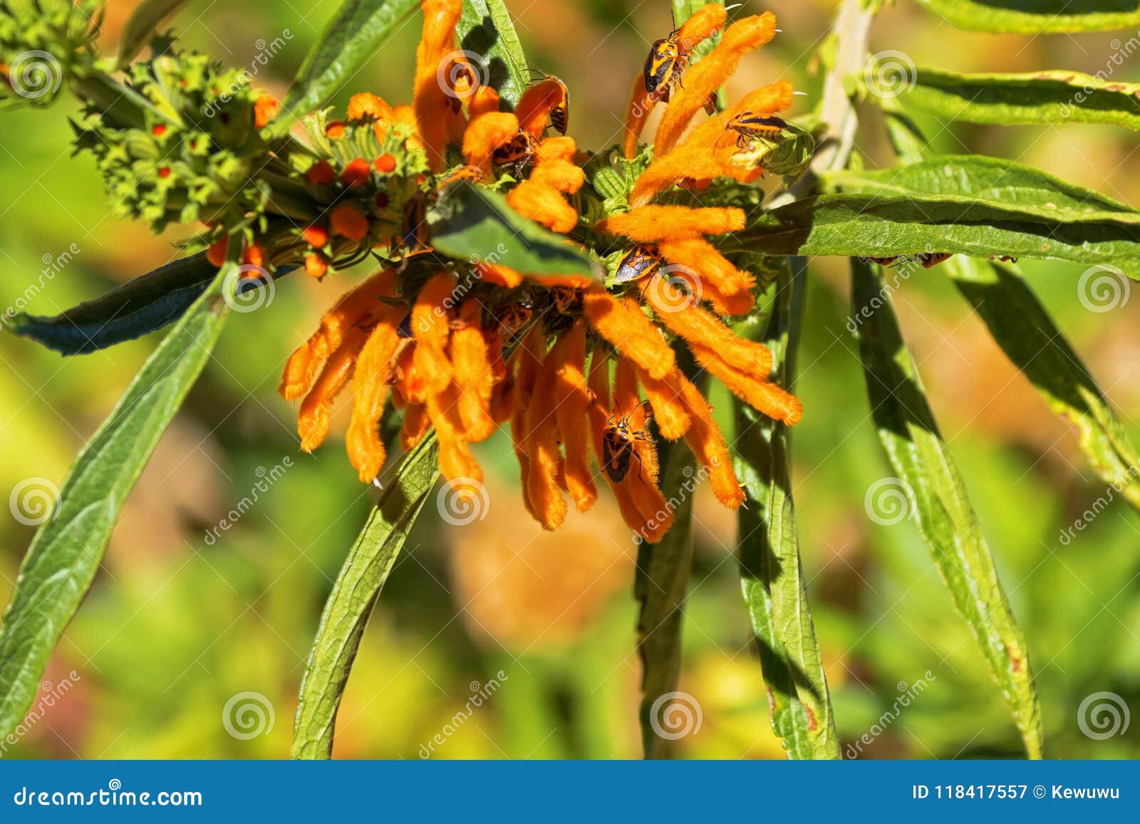 Horehound Bugs, Orange Sting Bugs Feeding on Wild Hemp Flowers, Stock ... Horehound Bugs, Orange Sting Bugs Feeding on Wild Hemp Flowers, Stock ...