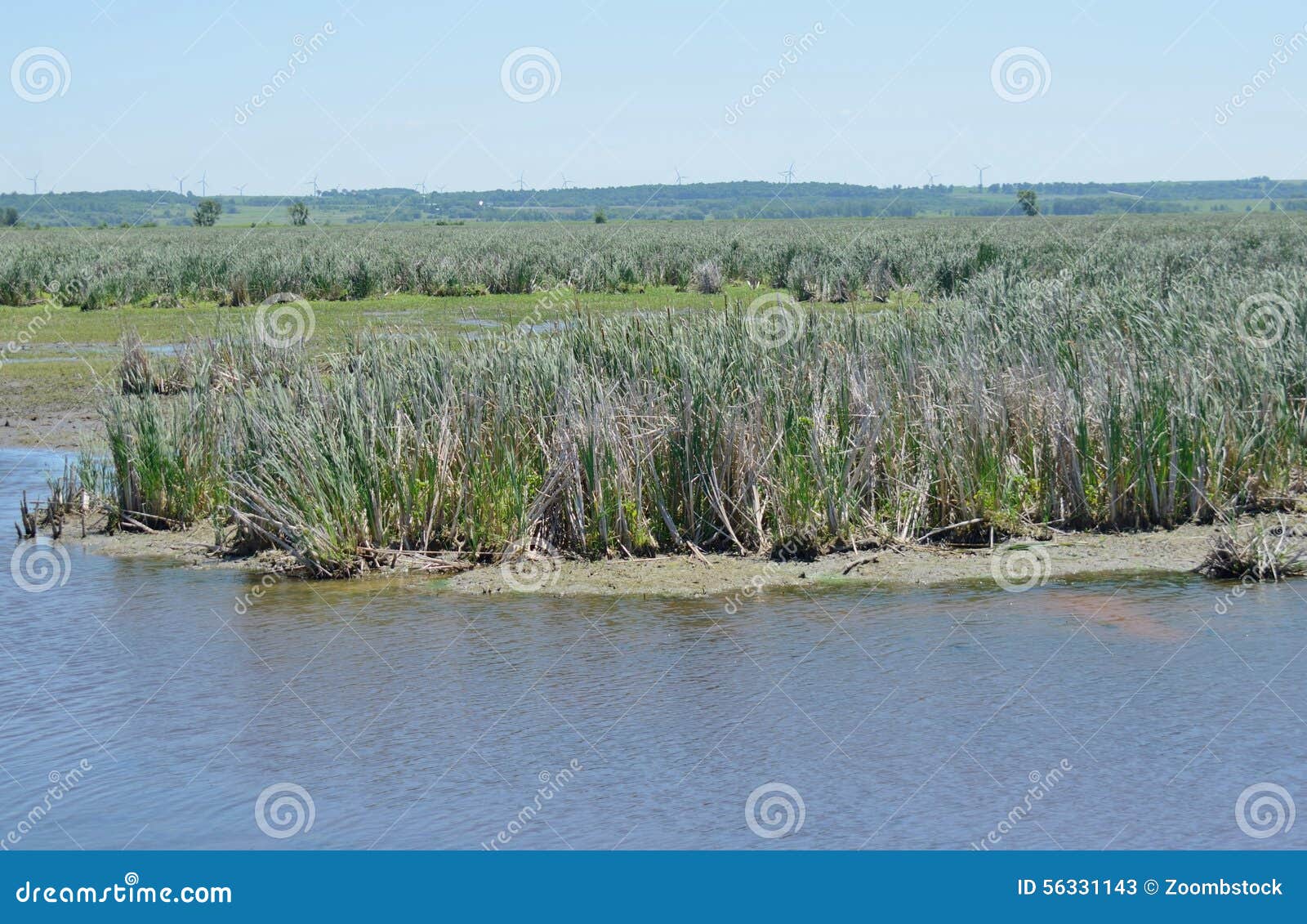 Horicon Marsh in Spring stock image. Image of green, global - 56331143