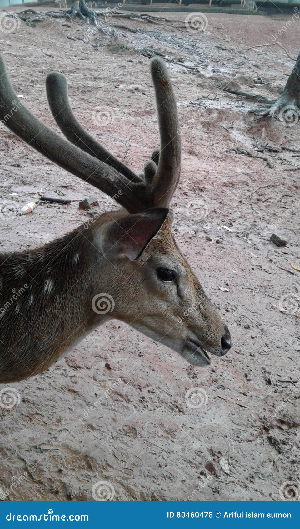 Horin stock photo. Image of bangladesh, horin, chirakhana - 80460478