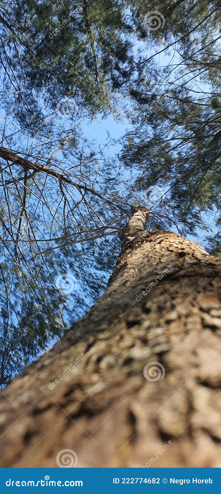 The Horizon Behind the Pine Tree Stock Photo - Image of horizon, branch ...