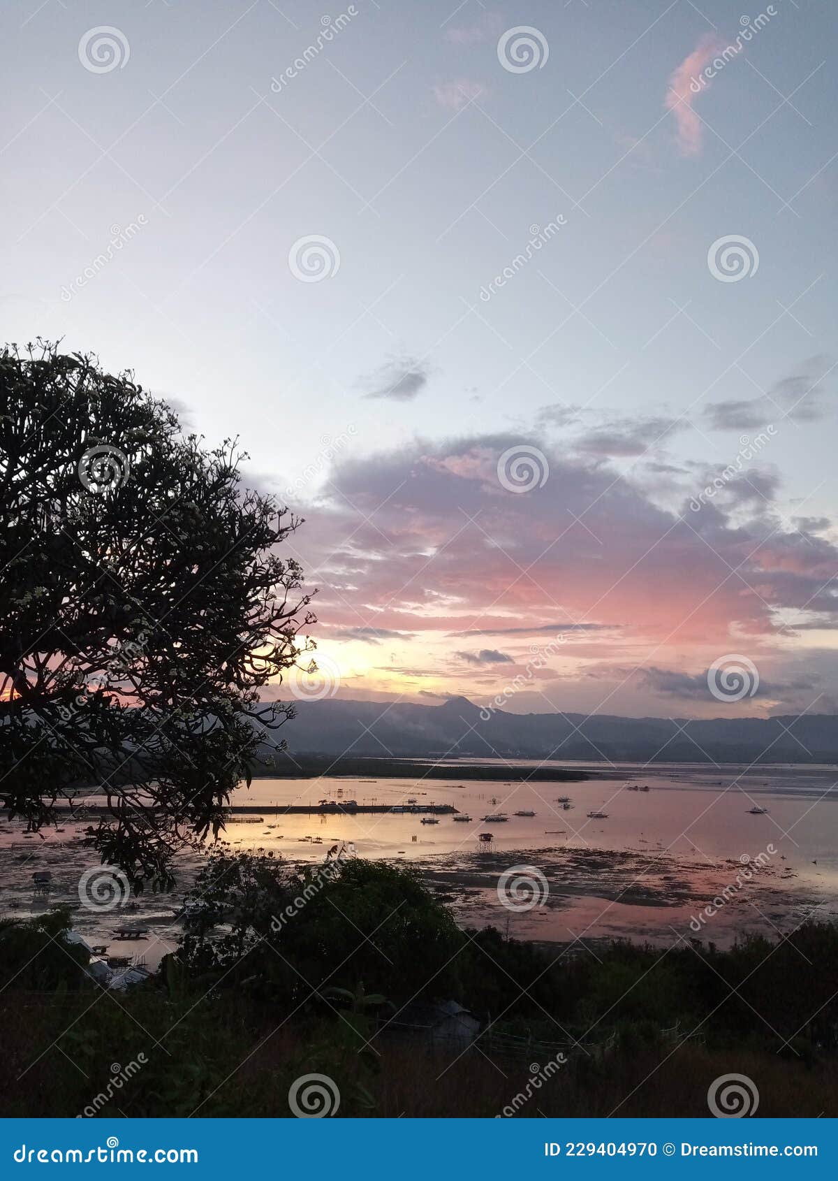 The horizon and old tree stock photo. Image of nature - 229404970