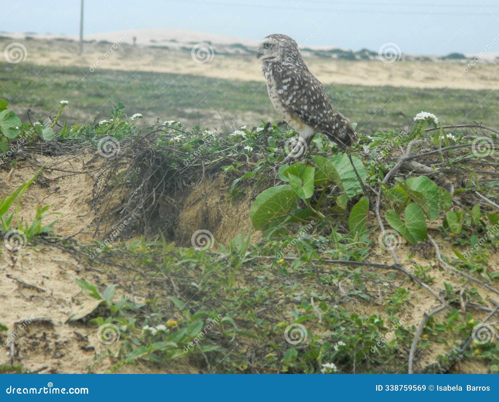 The horizon and the owl stock image. Image of harmony - 338759569