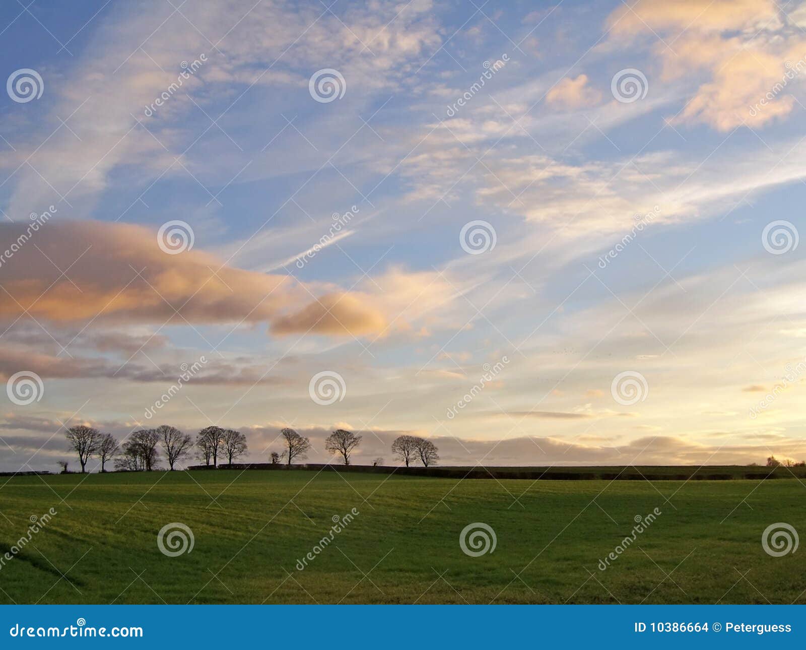 Horizon Trees 3 stock photo. Image of trees, silhoutte - 10386664