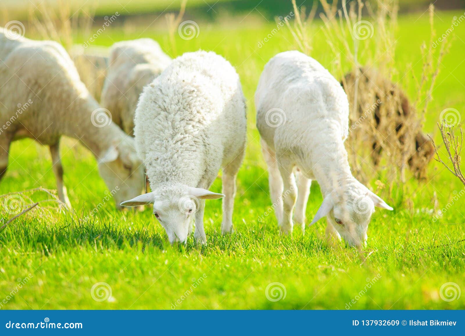 Horizontaal Close-upbeeld Van Het Weiden Van Schapen in Een De ... Horizontaal Close-upbeeld Van Het Weiden Van Schapen in Een De ...