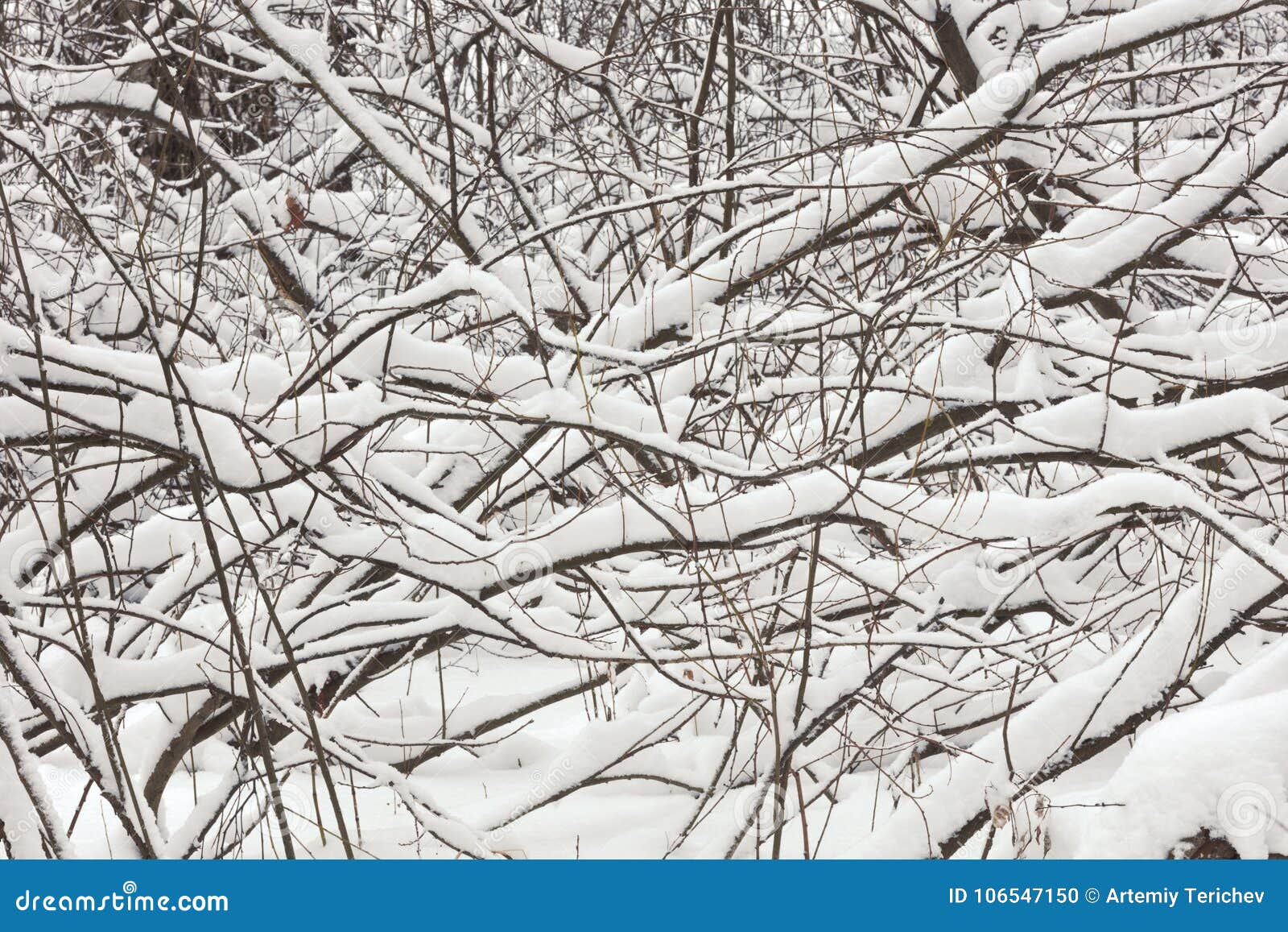 A Horizontal Abstract Composition of Branches and Snow. Stock Photo ...