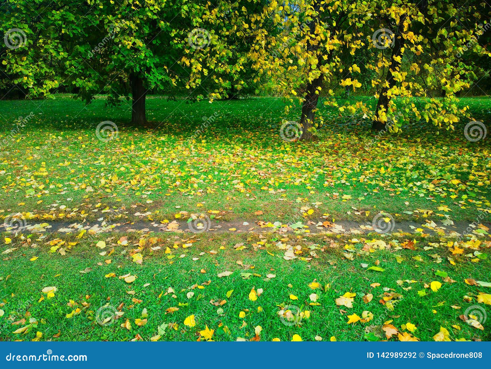 Horizontal Autumn Forest Path Landscape Background Stock Photo - Image ...