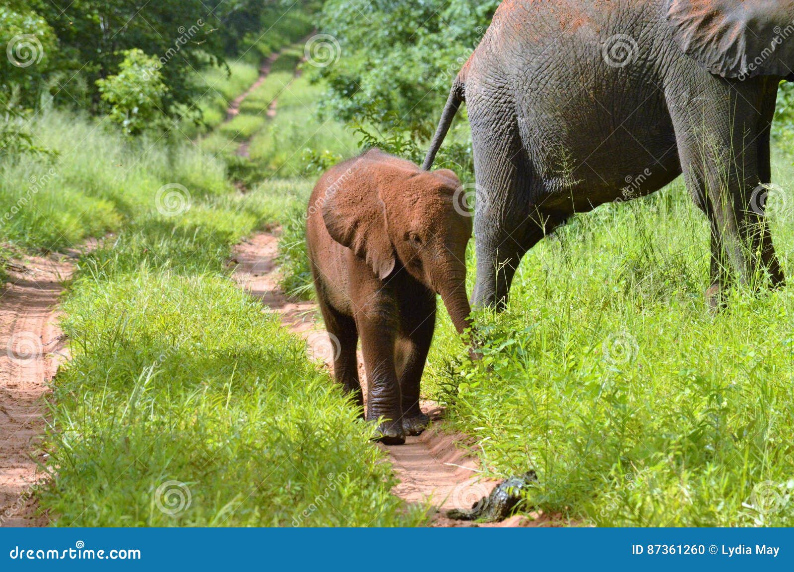 Horizontal of Baby Elephant Walking on Bath Stock Photo - Image of ears ...