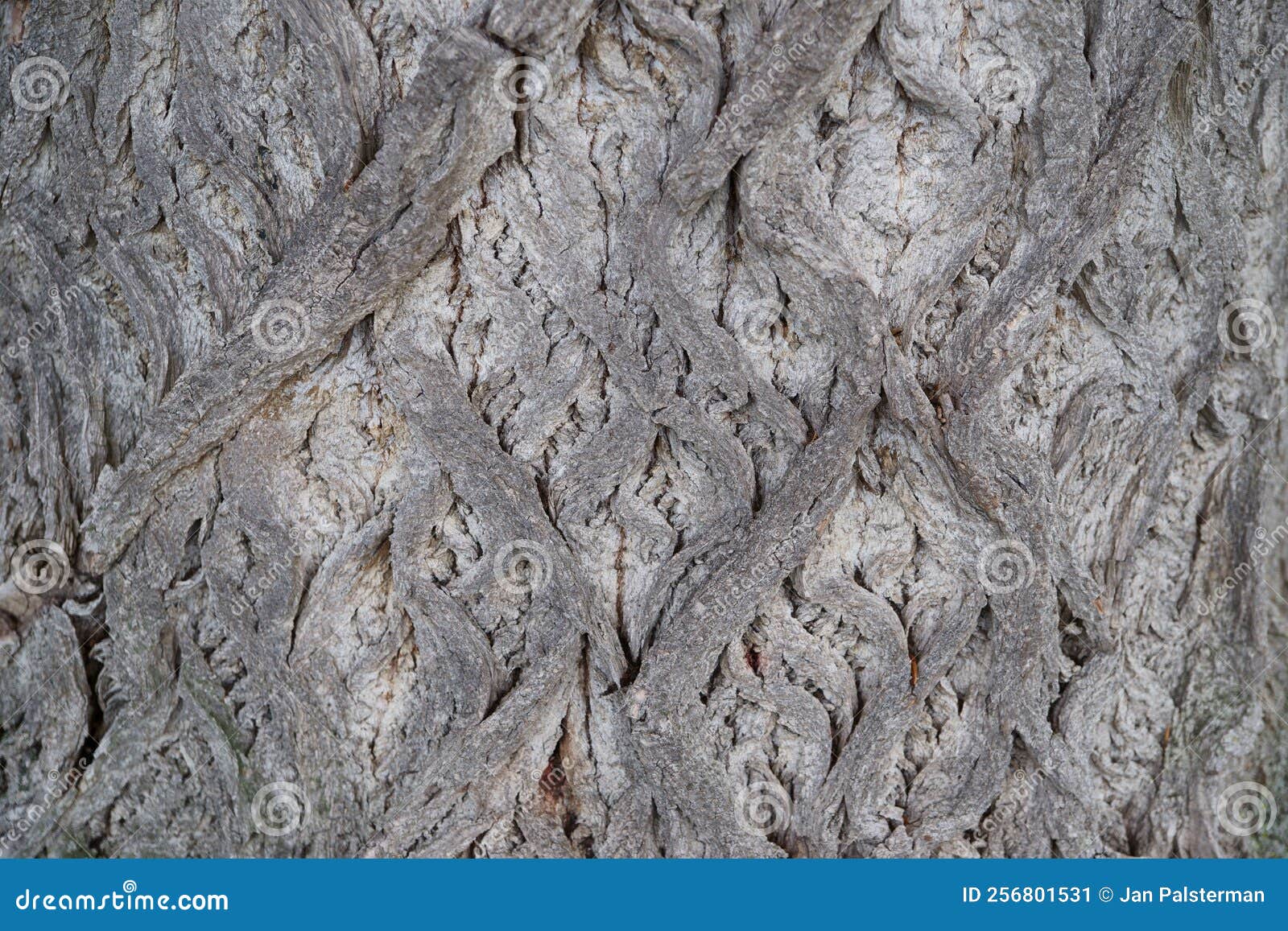 Tree Bark Horizontal Abstract Winding Background Stock Image - Image of ...