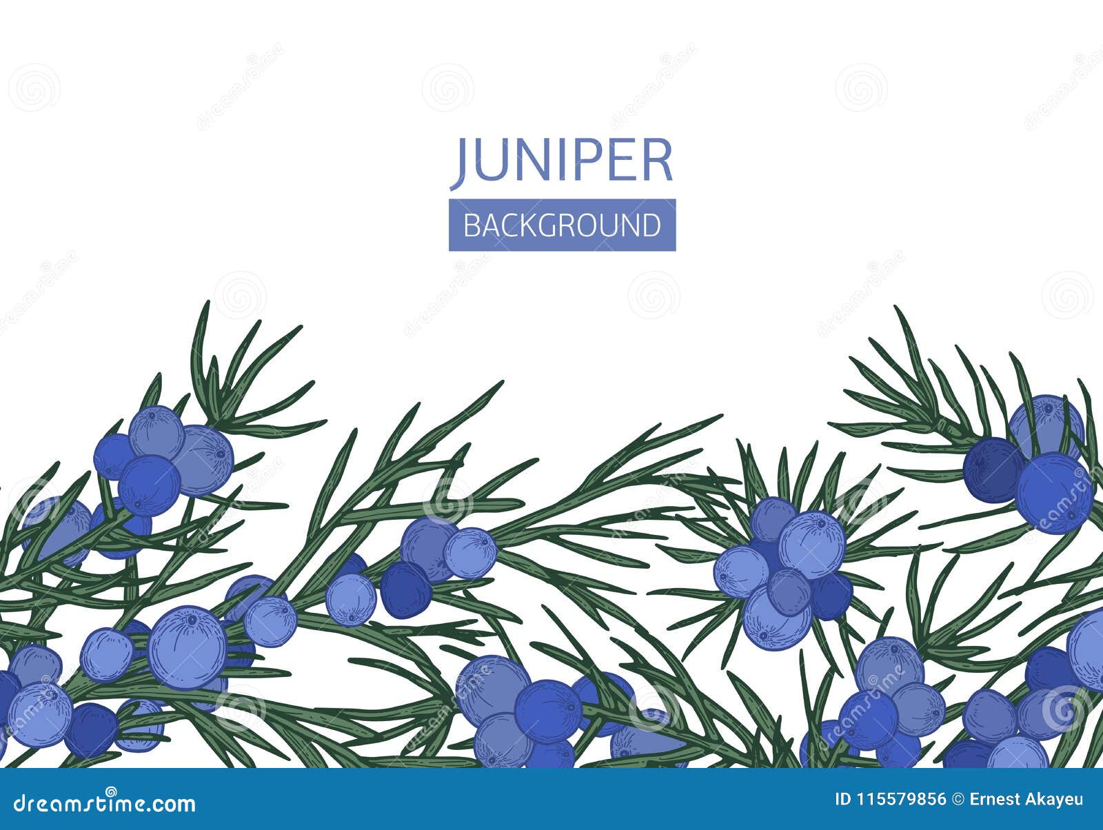 Horizontal Background with Juniper Needle-like Leaves and Berries at ...