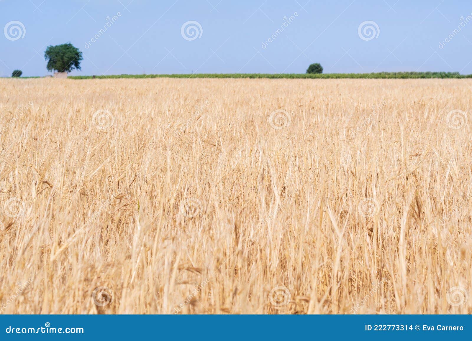 Horizontal Background with Organic Farming Wheat Field Color Stock ...