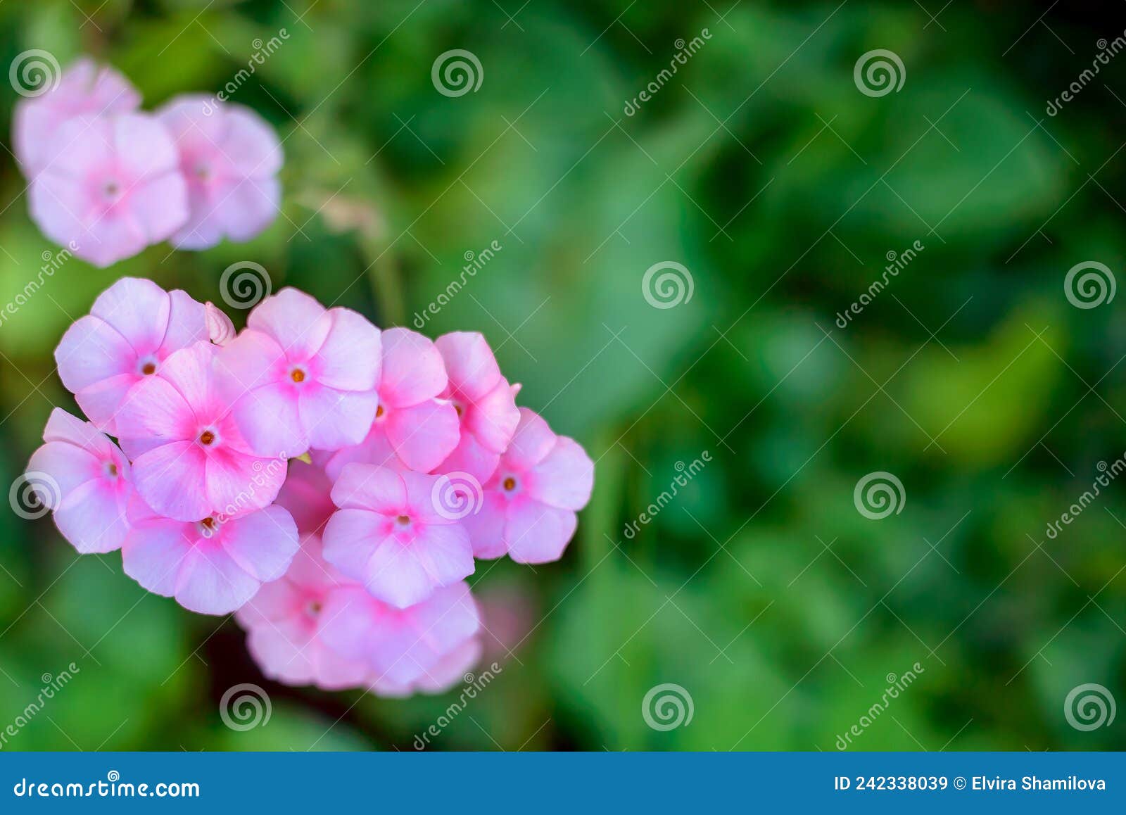 Horizontal Background with Pink Flowers, Copy Space Stock Image - Image ...