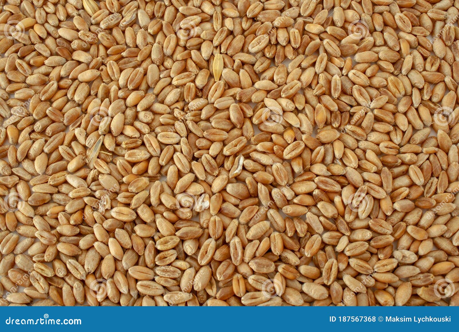 Wheat grain texture stock photo. Image of ingredient - 187567368