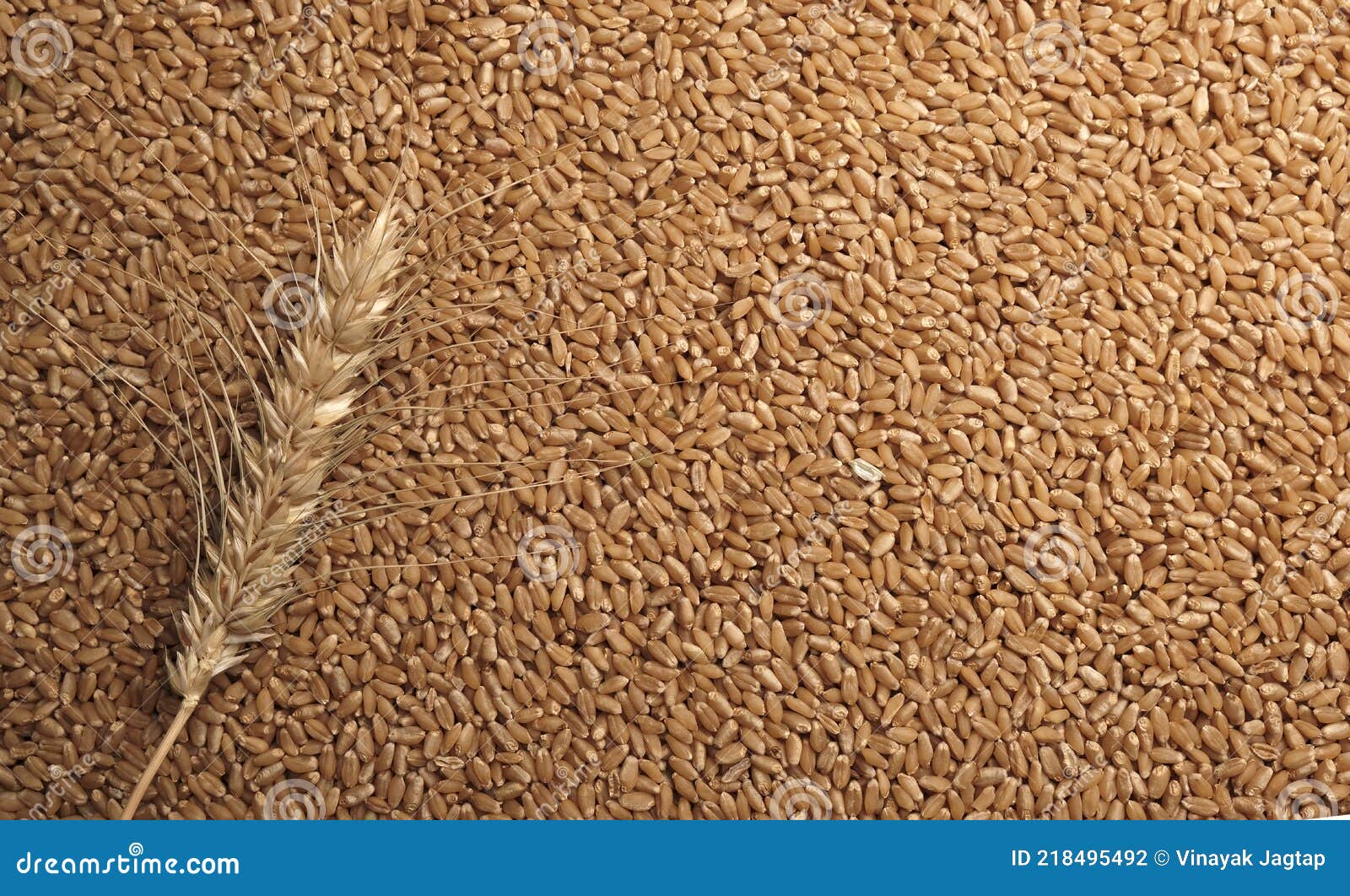 Horizontal Background, Wheat Grain Texture, Natural Dry Grain on the ...