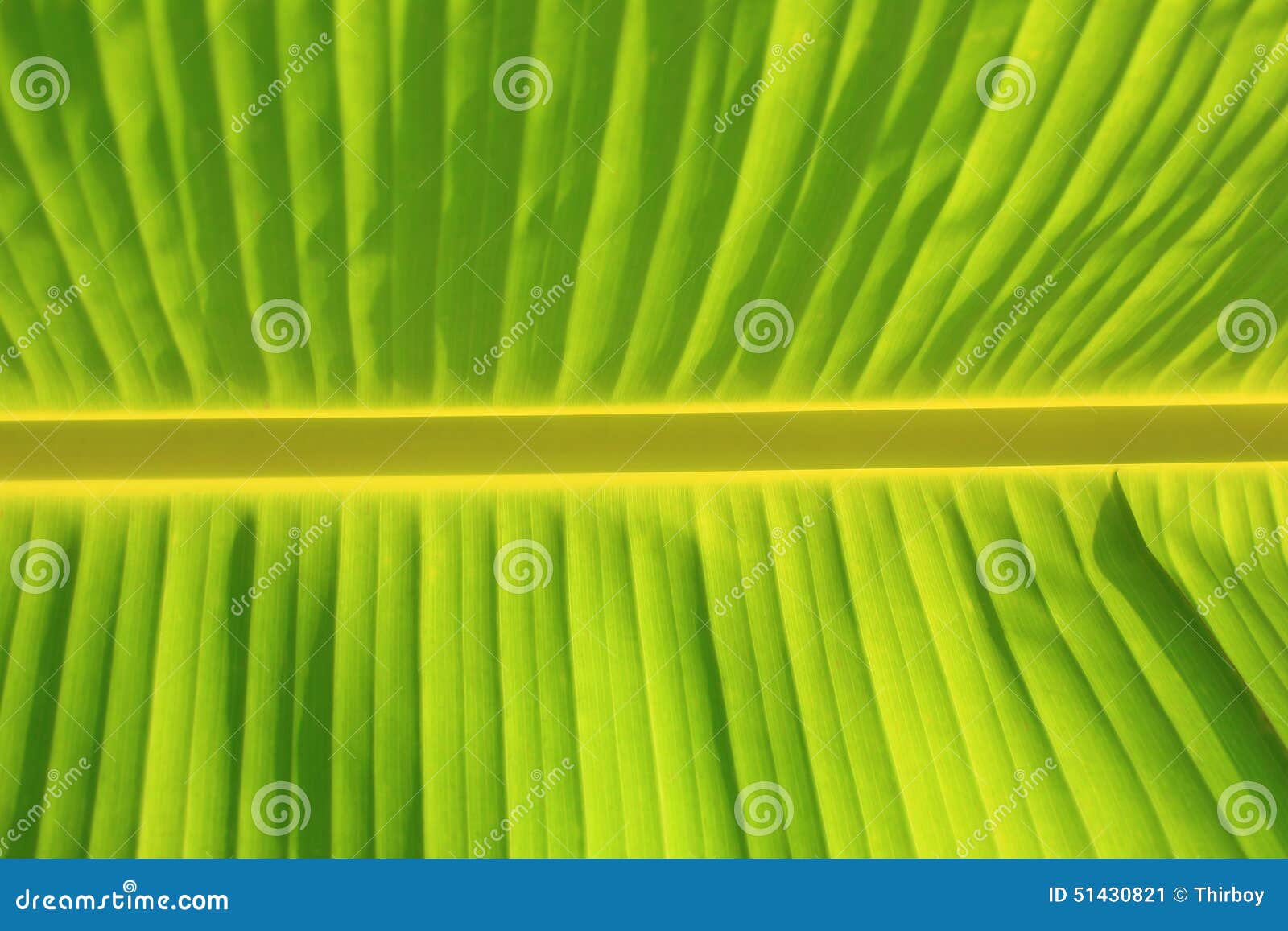 Horizontal Banana Leaf Texture Stock Image - Image of ecology ...