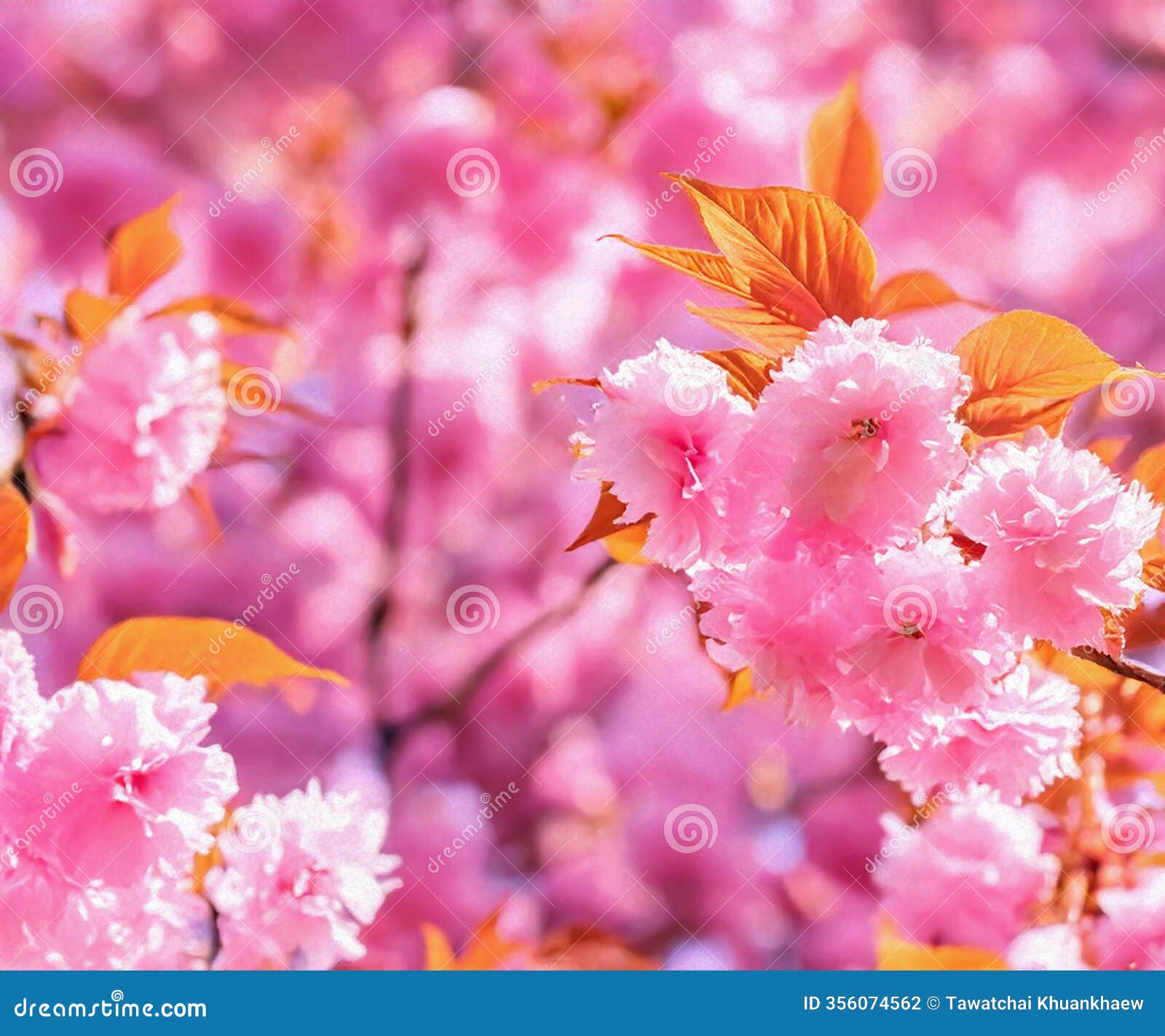 Horizontal Banner with Sakura Flowers of Pink Color on Sunny Backdrop ...