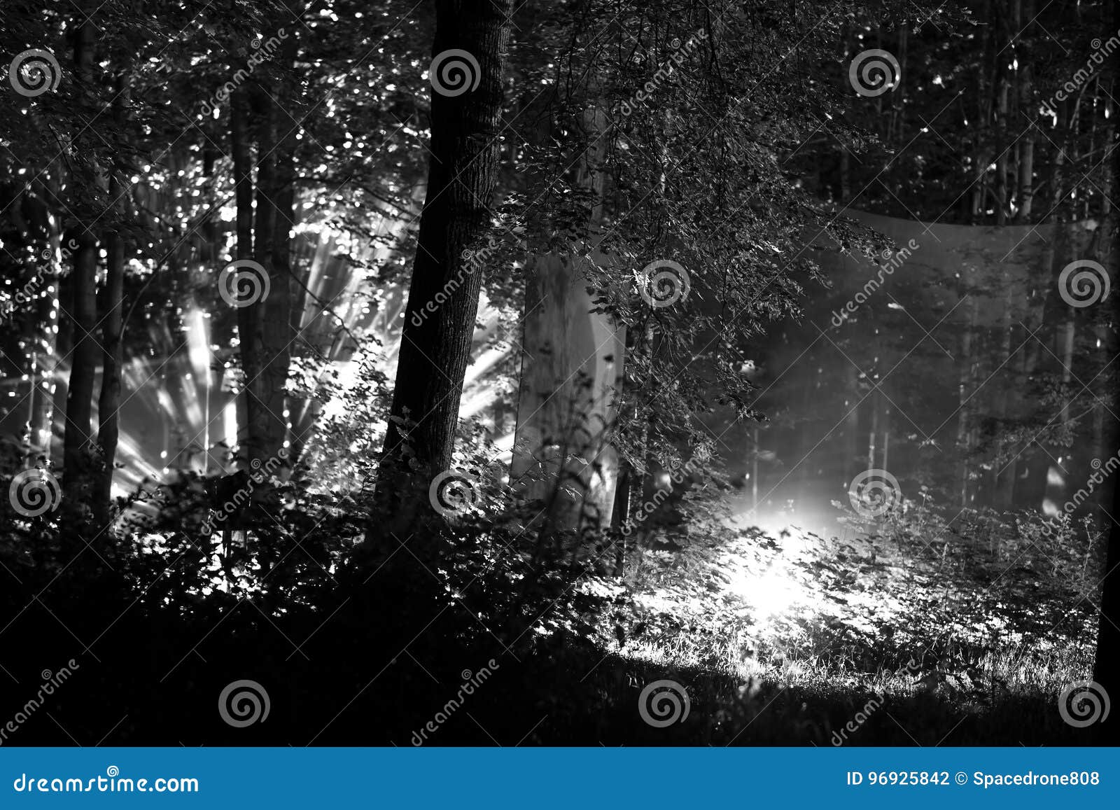 Horizontal Black and White Forest Landscape Background Stock Photo ...